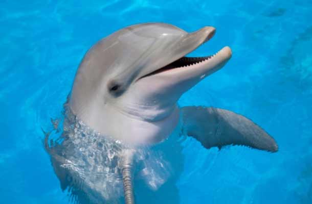 Beest van de week: De dolfijn - een olijke tuimelaar - TVGids.nl