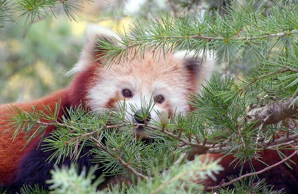 In de slotaflevering van Het Echte Leven in de Dierentuin staan de rode ...