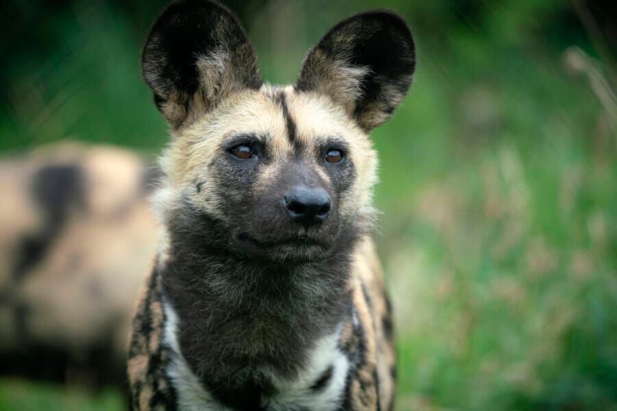 Dierenartsen en wetenschappers proberen in de slotaflevering van Dogs ...