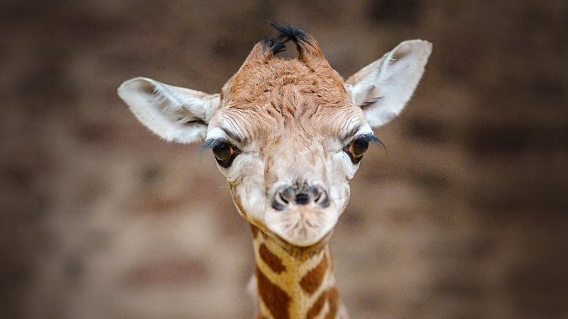 De geboorte van een giraffe in The Secret Life of the Zoo - TVgids.nl