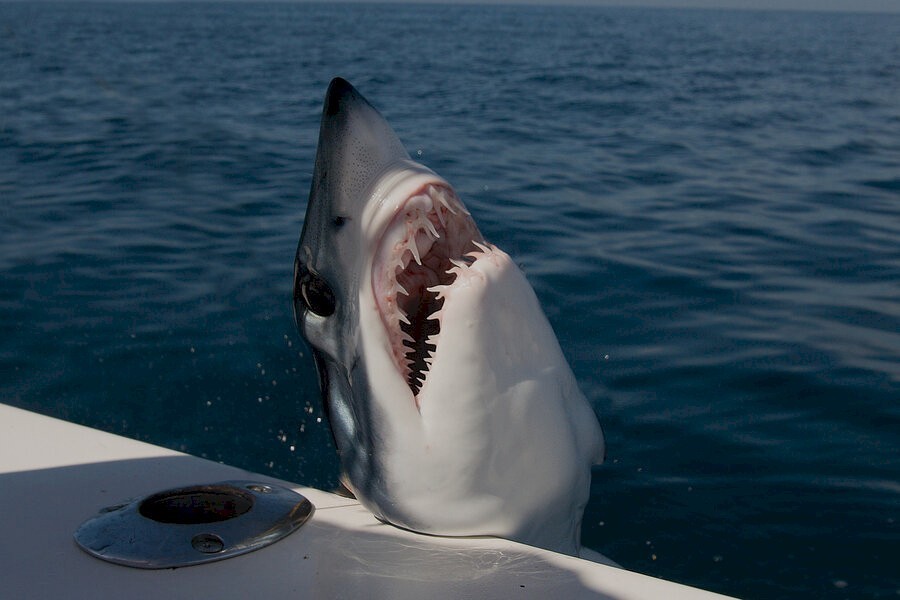 Monster Mako 3 (Informatief) kijken - TVgids.nl