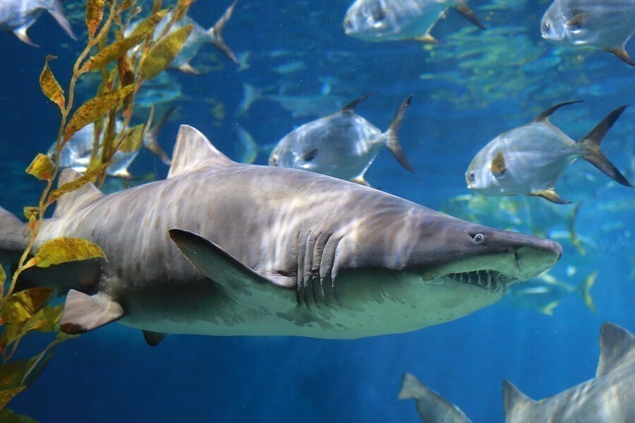 Great white shark babies (Informatief, Natuur) kijken - TVgids.nl