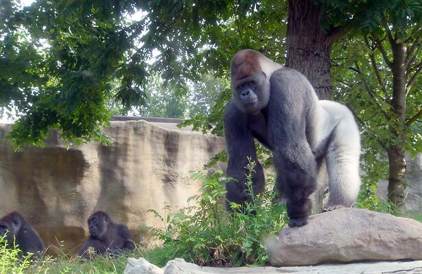 De gorilla's rouwen om Bokito in Het Echte Leven in de Dierentuin - TVgids.nl
