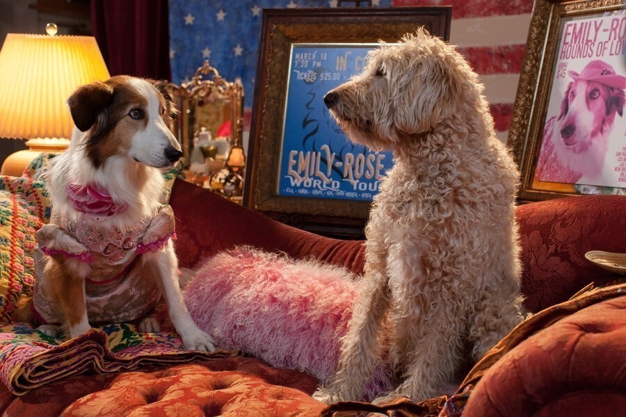 Pup Star (Film, Komedie, 2016) kijken - TVgids.nl