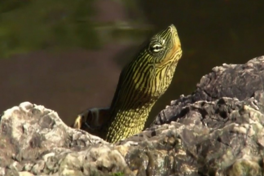 The Seismic Sense (Informatief, Natuur) kijken - TVgids.nl