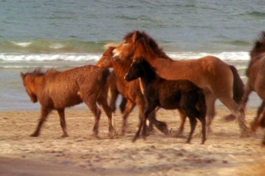 Touching Wild Horses (Film, Drama, 2002) kijken - TVgids.nl