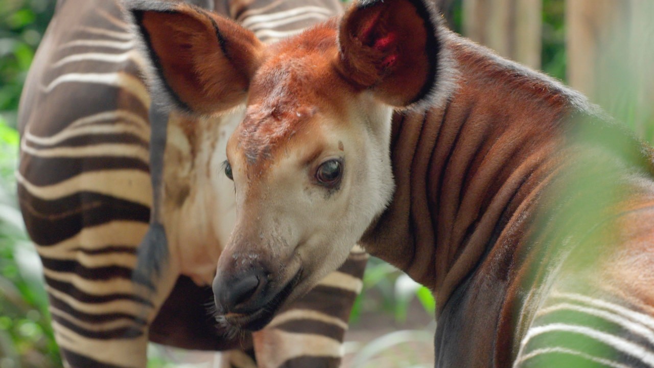 Het Echte Leven in de Dierentuin toont de geboorte van een okapi - TVgids.nl