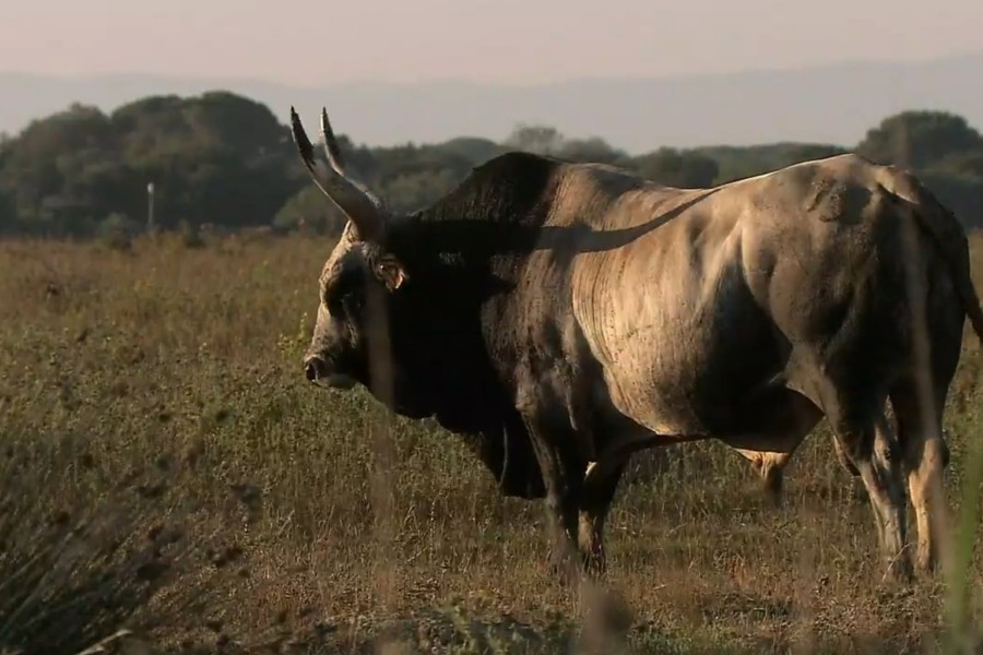 The Animals That Changed History (Informatief, Dieren) kijken - TVgids.nl