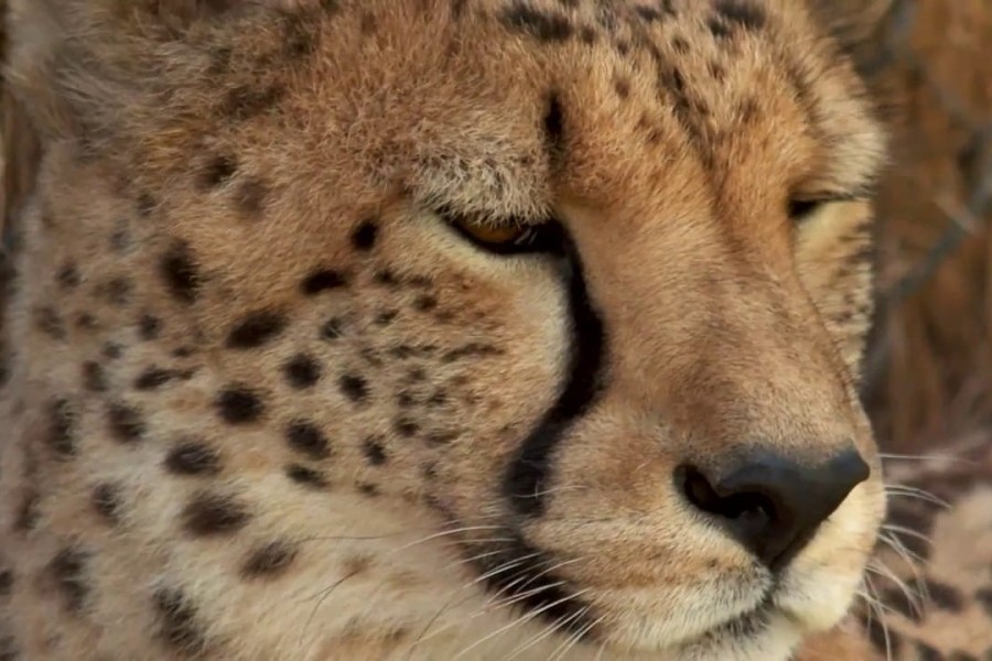 72 Cutest Animals (Informatief, Dieren) kijken - TVgids.nl
