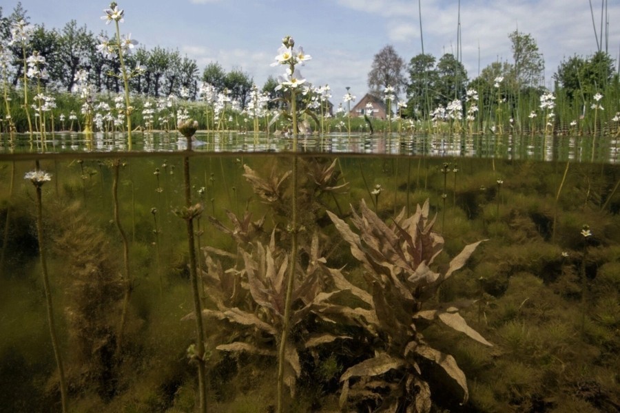 Nederland onder water (Informatief, Natuur) kijken - TVgids.nl