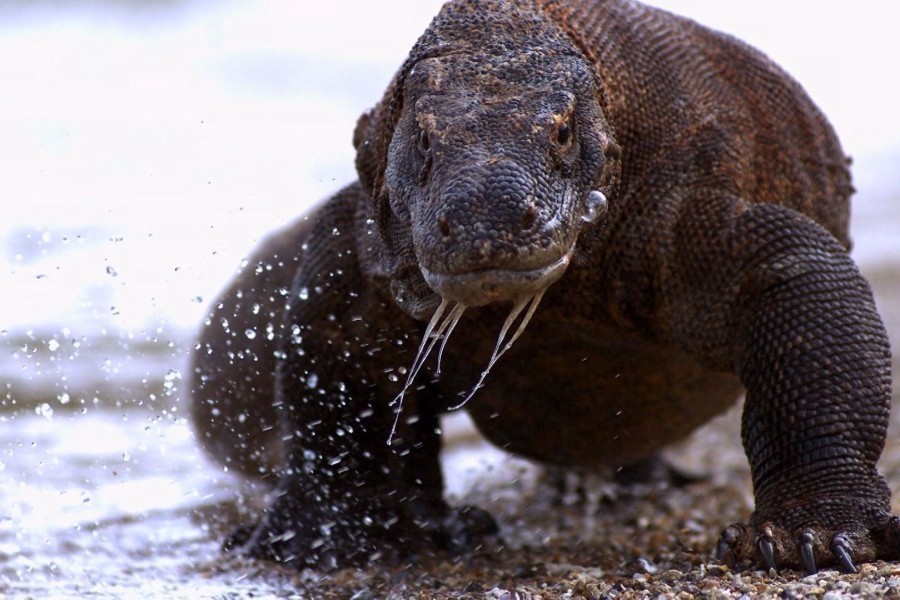 72 Dangerous Animals: Asia (Informatief, Dieren) kijken - TVgids.nl