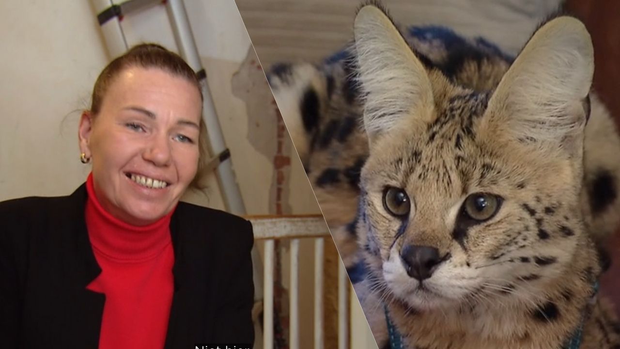 De TV van gisteren: beestenboel in Help, Mijn Man is Klusser roept veel ...