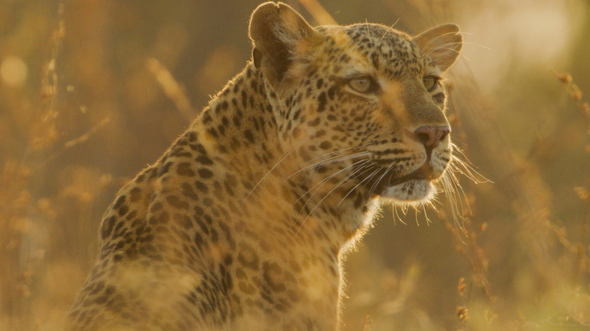 Leeuwin Rita laat zicg gelden in Attenborough: Kingdom - TVgids.nl